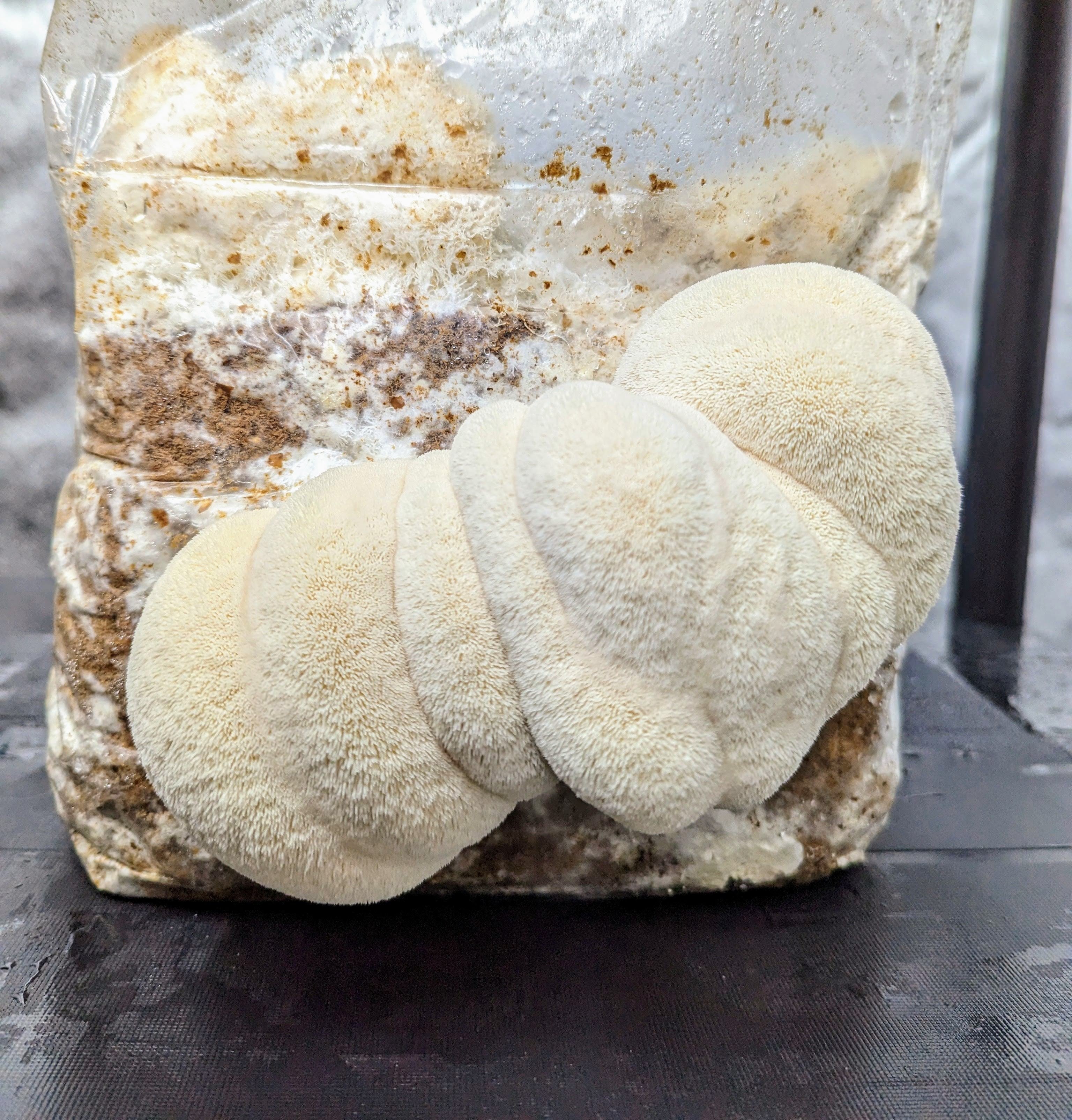 Mushroom Grow Kits – Prime Fungi