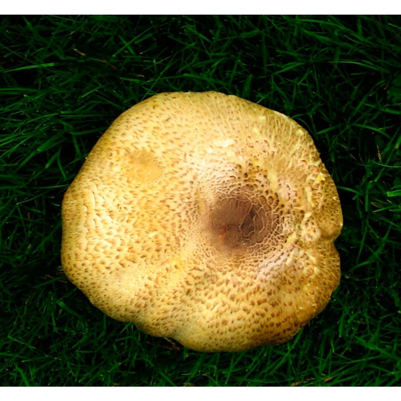 The Prince Mushroom Agaricus augustus – Prime Fungi