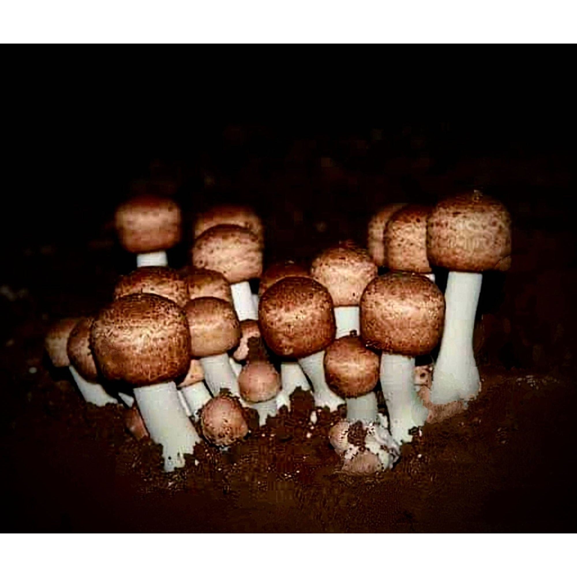 ABM Mushroom Agaricus Blazei Murrill – Prime Fungi