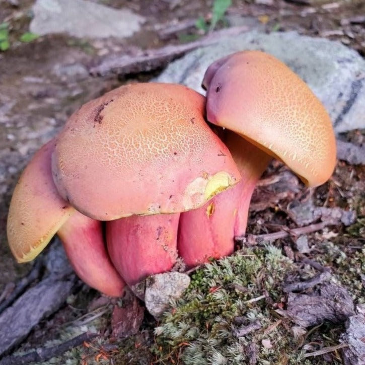 Ruby Porcini Mushroom Boletus rubriceps – Prime Fungi