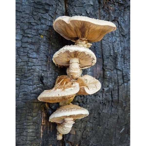 Train Wrecker Mushroom Neolentinus lepideus – Prime Fungi