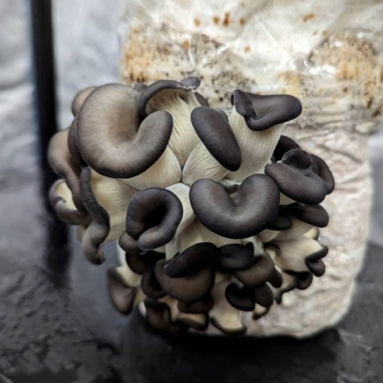 Black Oyster Mushroom Pleurotus pulmonarius – Prime Fungi