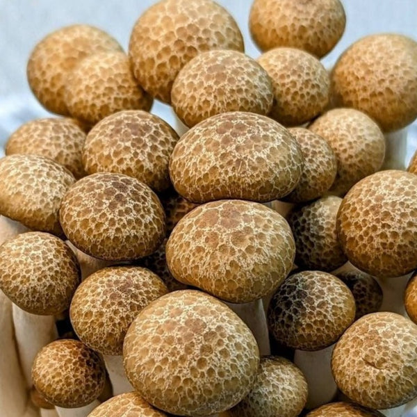 Brown Beech Mushroom Hypsizygus tessulatus – Prime Fungi