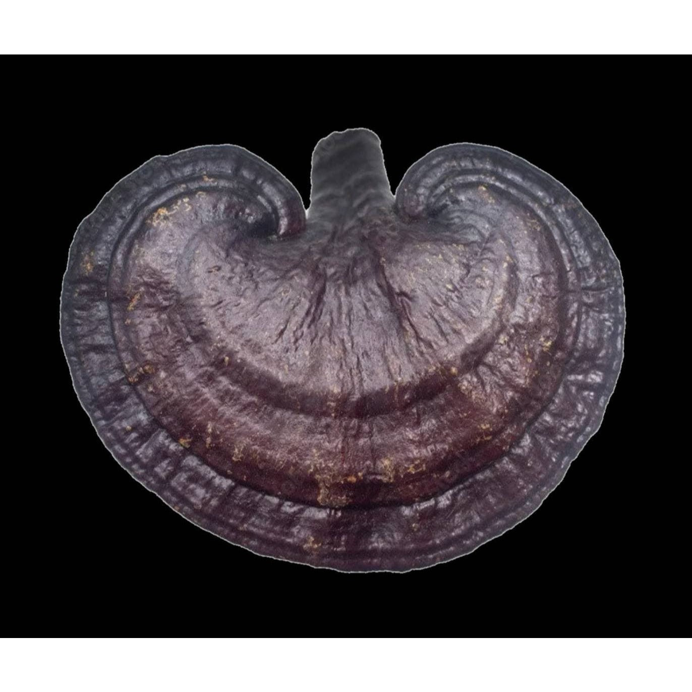 Black Reishi Mushroom Ganoderma sinense – Prime Fungi