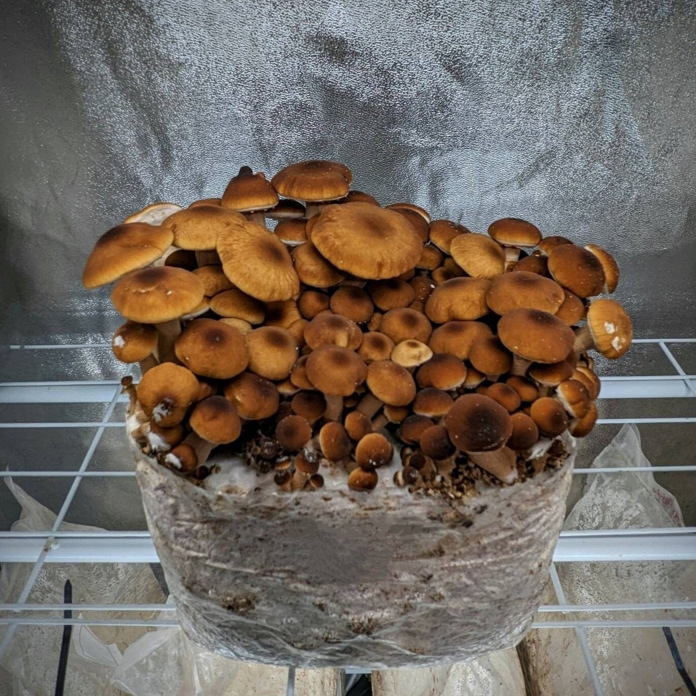 Velvet Pioppini Mushroom Cyclocybe aegerita – Prime Fungi