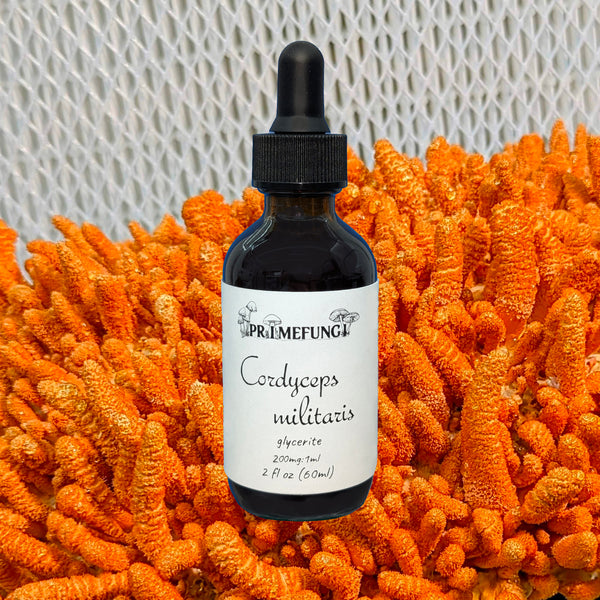 Cordyceps militaris Mushroom Extract – Prime Fungi
