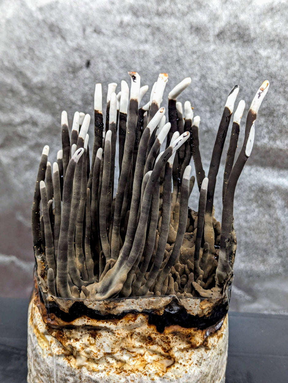 Products – Prime Fungi