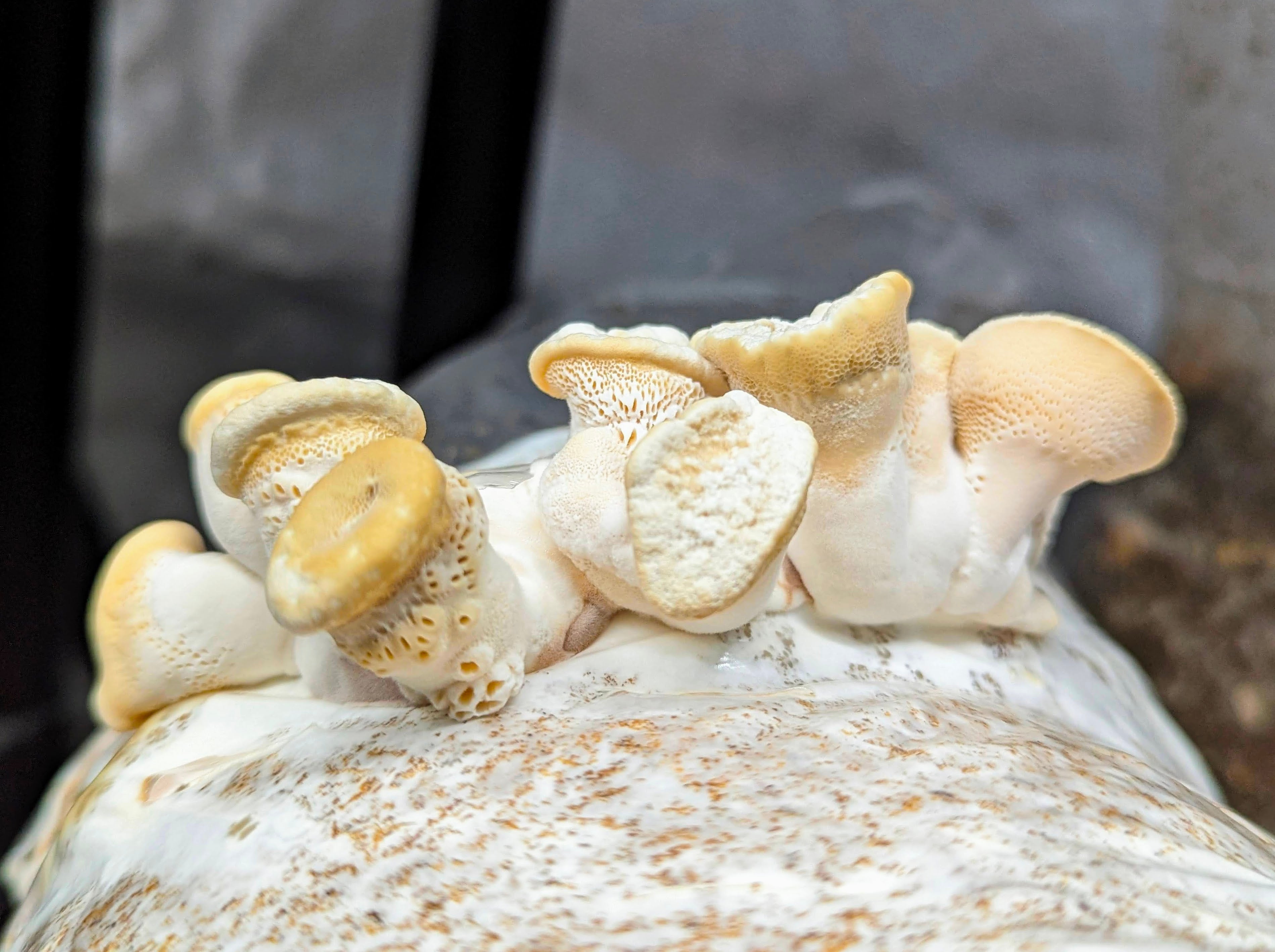 Hexagonal polypore Neofavolus alveolaris americanus complex – Prime Fungi