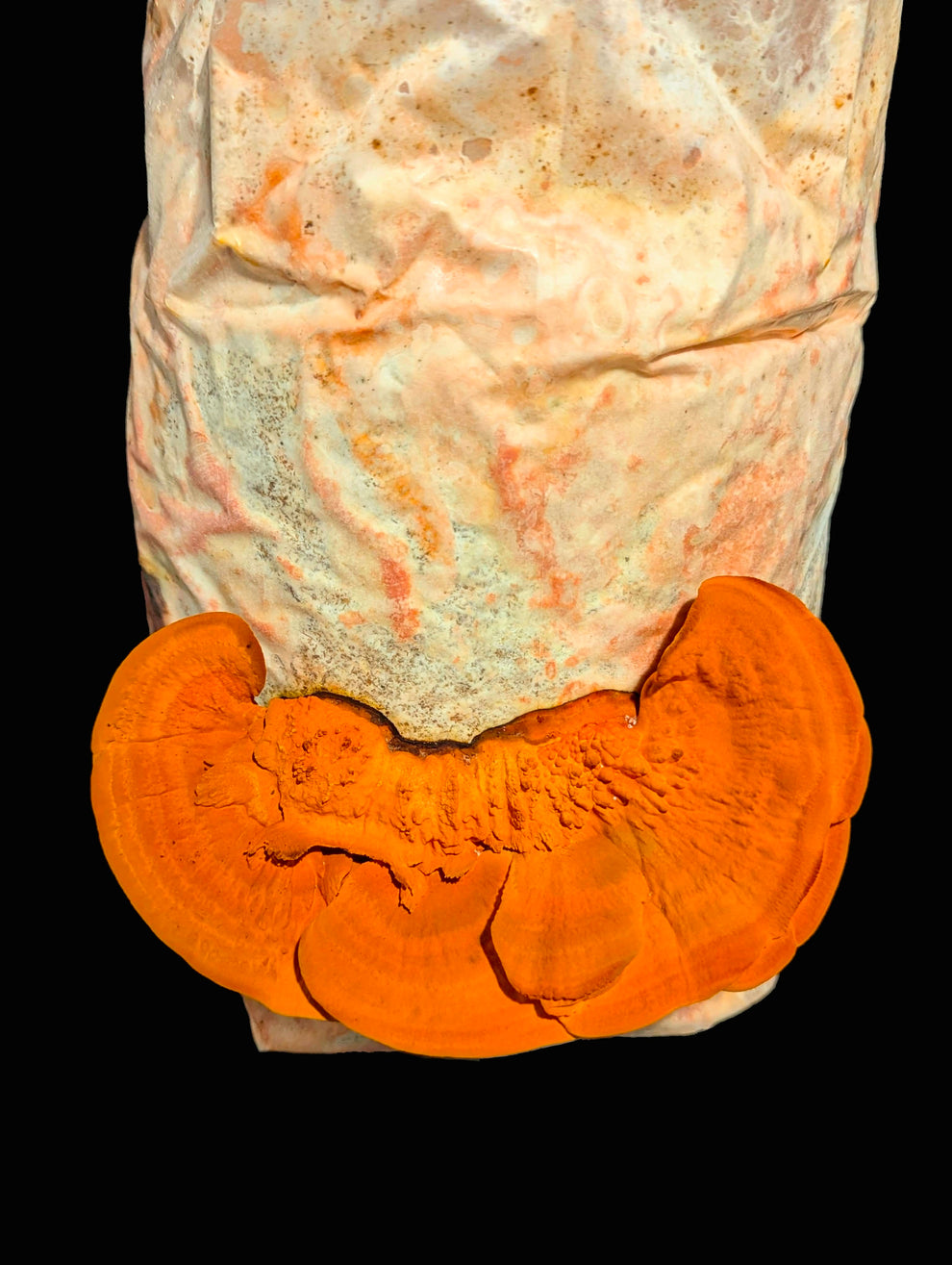 Blood Red Bracket Trametes sanguinea Pycnoporus sanguineus – Prime Fungi