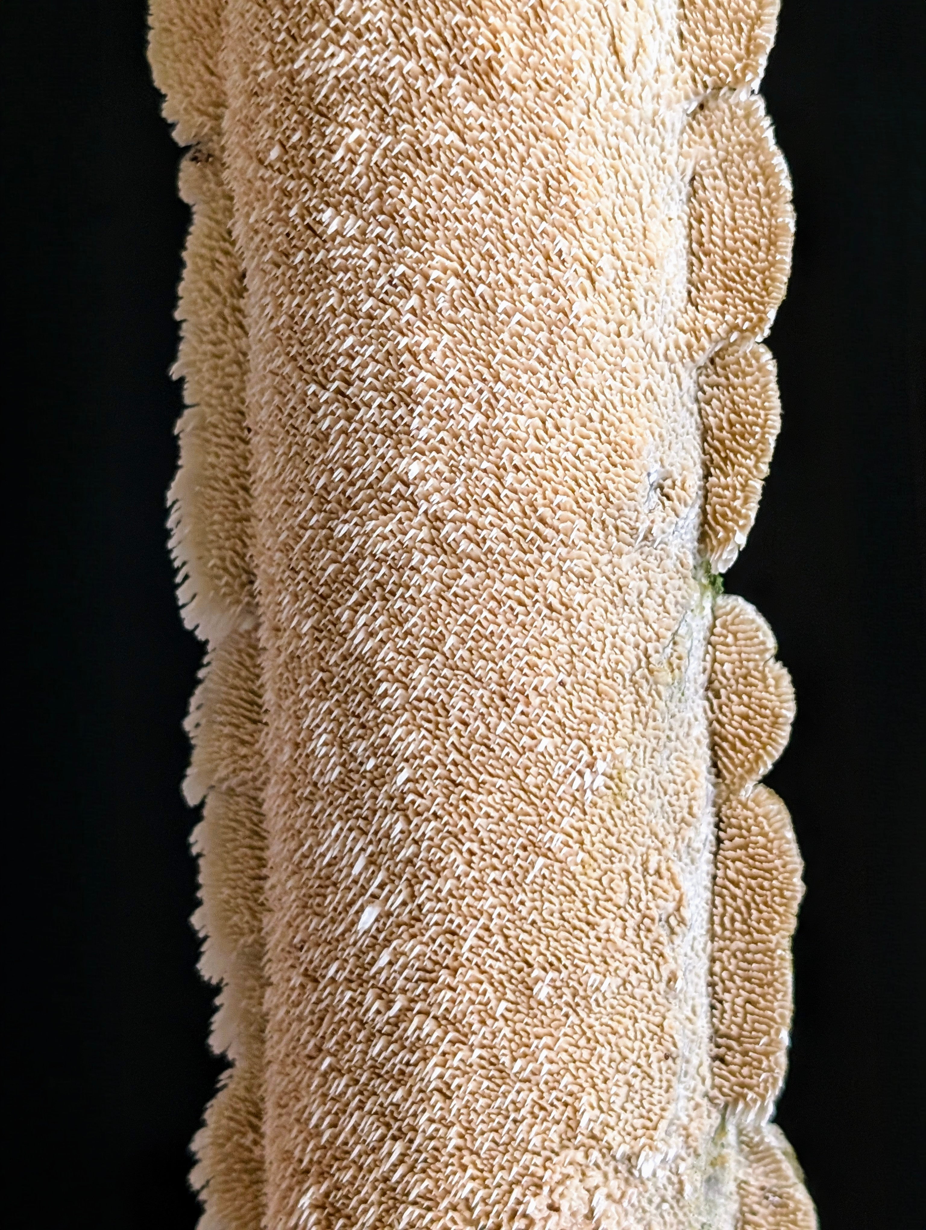 Milk-white Toothed Polypore Irpex lacteus – Prime Fungi
