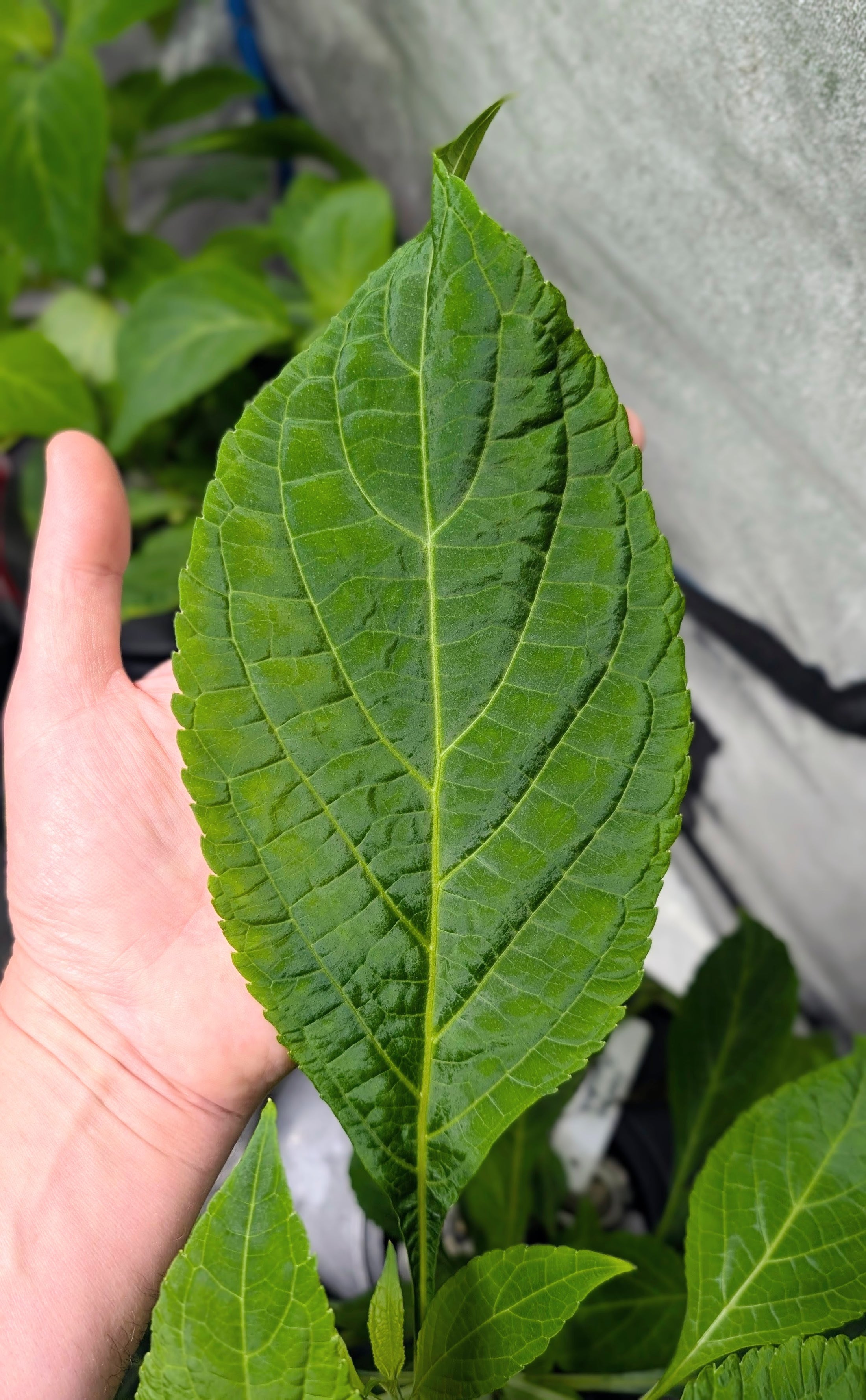 Salvia Divinorum Live Plant – Prime Fungi