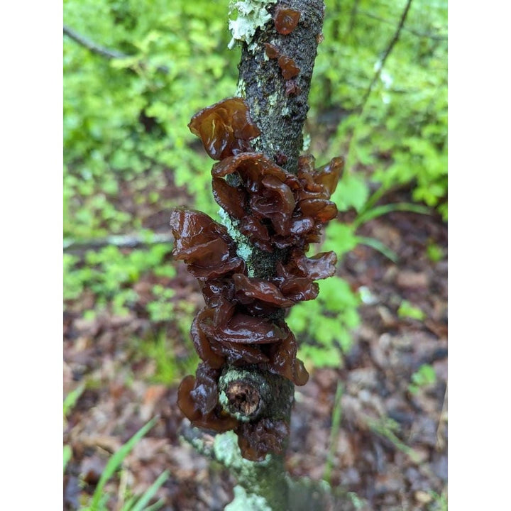 Liquid Cultures – Prime Fungi