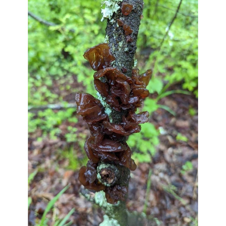 Liquid Cultures – Prime Fungi