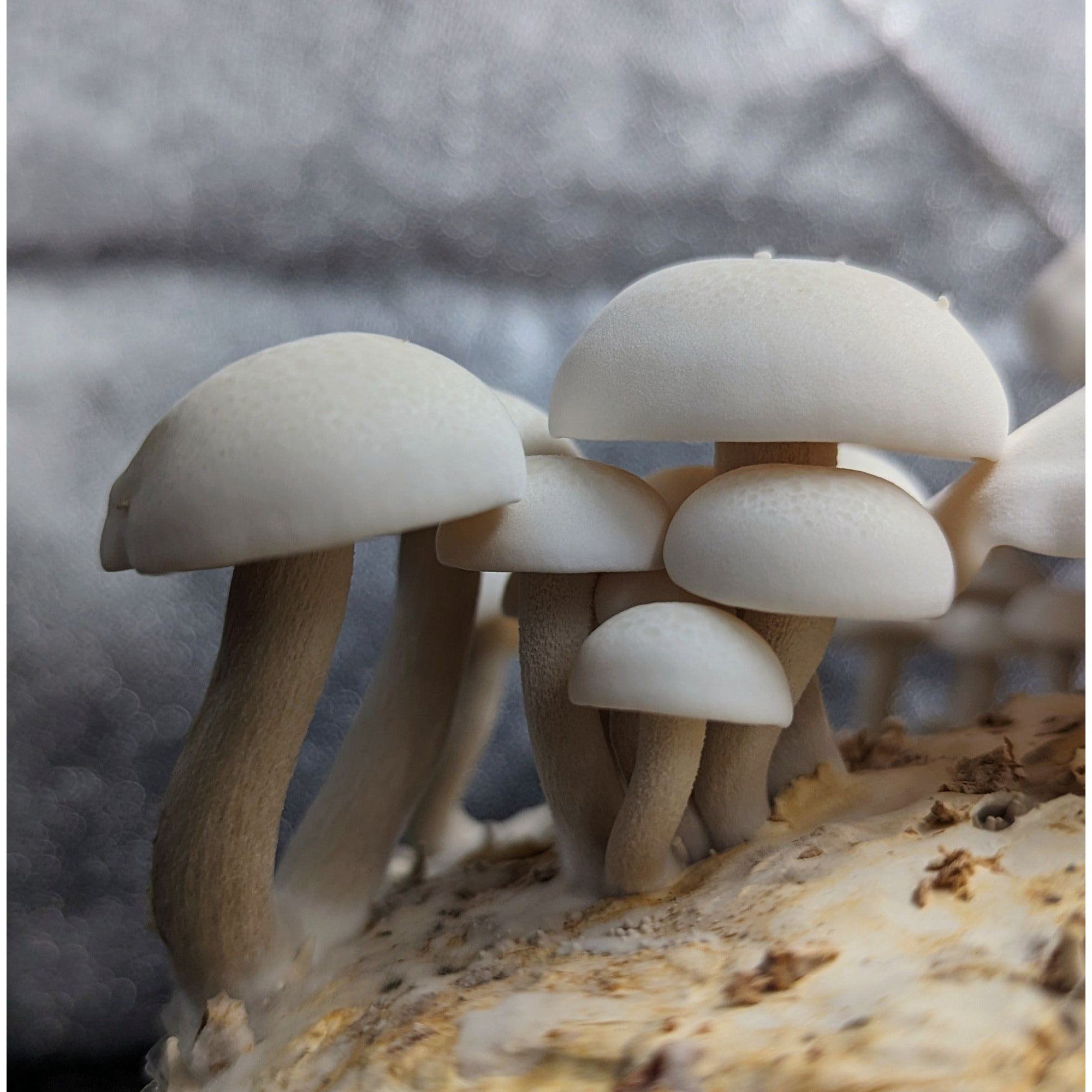 Big White Beech Mushroom Hypsizygus tessulatus – Prime Fungi
